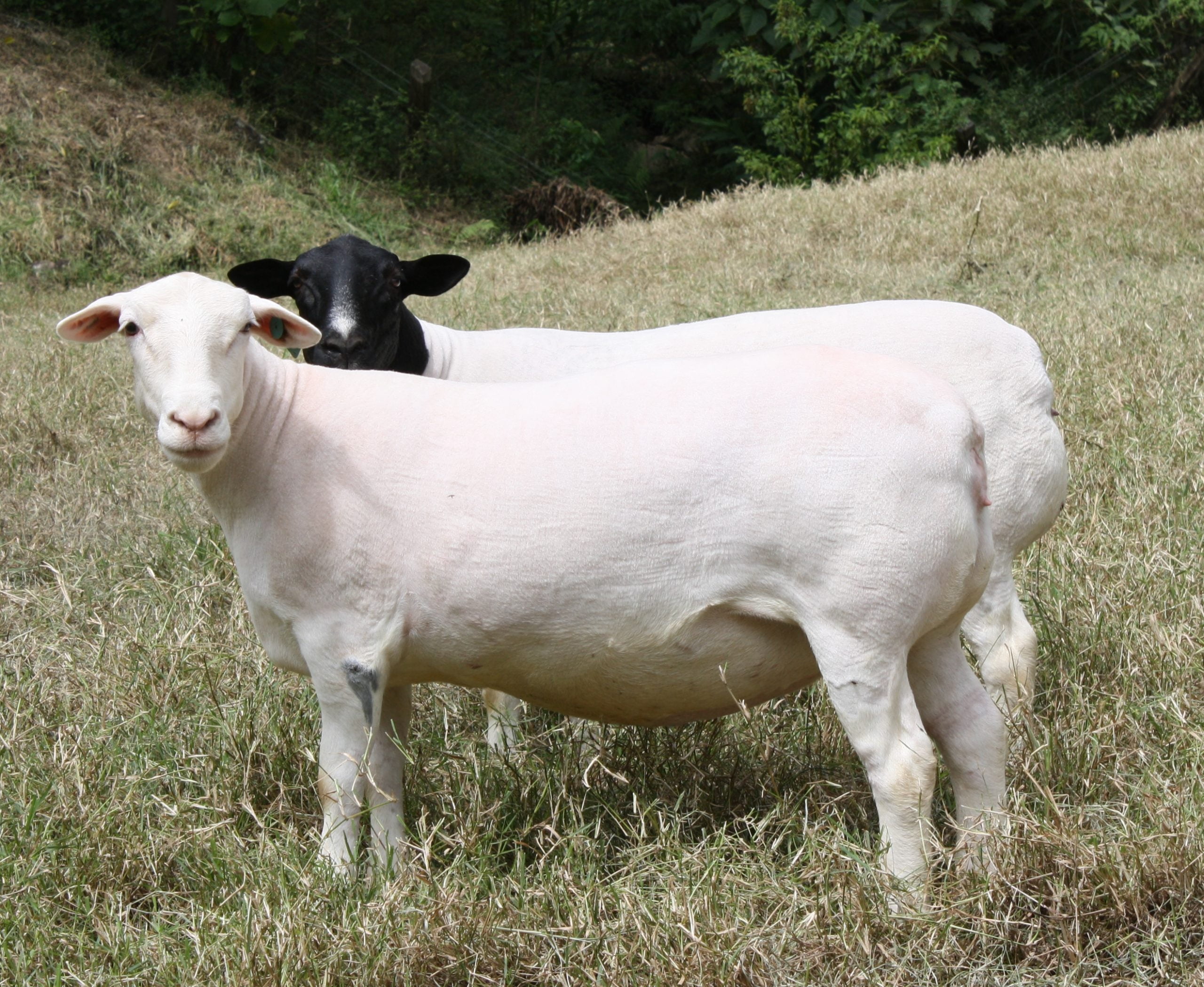 Série padrão racial Dorper e White Dorper: Conformação "B" - ABCDorper