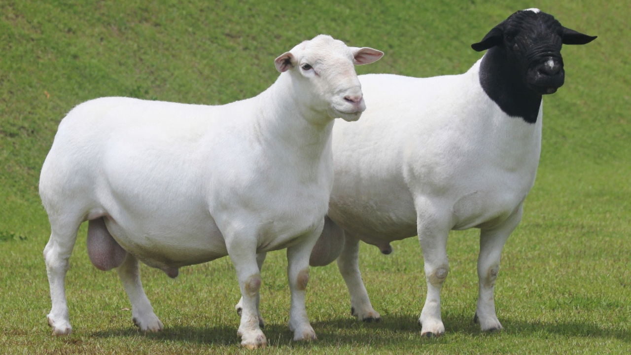 Participe da 1ª Oficina de Dorper e White Dorper do Piauí